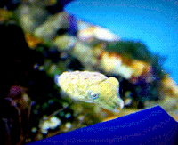 Cuttlefish GIFs - Get the best gif on GIFER
