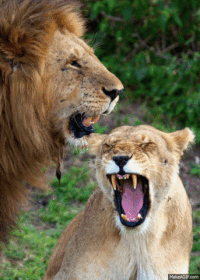 Big cats GIF - Conseguir o melhor gif em GIFER