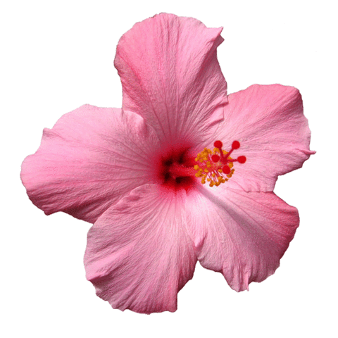 Hibiscus GIFs - Get the best gif on GIFER