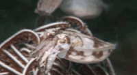 Sepia GIFs - Get the best gif on GIFER
