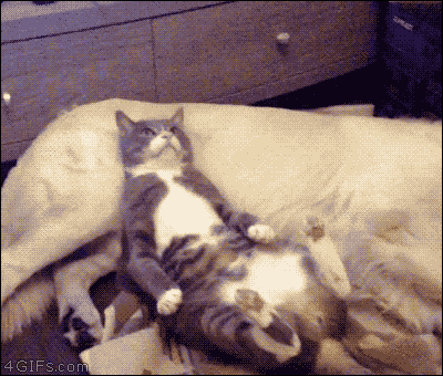 Cat laying GIF - Conseguir o melhor gif em GIFER
