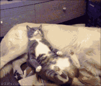 Laying GIFs - Get the best gif on GIFER