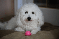 Poodle GIFs - Get the best gif on GIFER