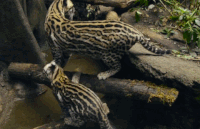 Ocelot GIFs - Get the best gif on GIFER