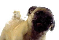 Transparent dog GIFs - Get the best gif on GIFER