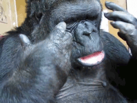 Silverback gorilla GIFs - Get the best gif on GIFER