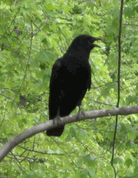 Crows GIFs - Get the best gif on GIFER