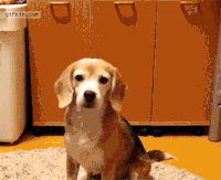 Snag GIFs - Get the best gif on GIFER