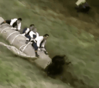 Logging GIFs - Get the best gif on GIFER