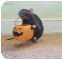 Rodents GIFs - Get the best gif on GIFER