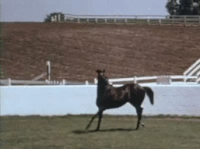 Cheval GIFs - Get the best gif on GIFER