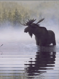 Moose GIFs - Get the best gif on GIFER