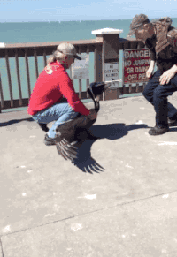 Pelican GIFs - Get the best gif on GIFER