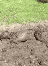 Mud GIFs - Get the best gif on GIFER