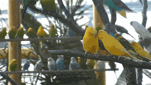 Parakeets GIF - Conseguir o melhor gif em GIFER