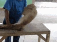 Macaco GIFs - Get the best gif on GIFER