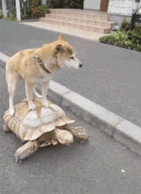 Fast GIFs - Get the best gif on GIFER