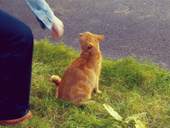 Peting GIF - Conseguir o melhor gif em GIFER