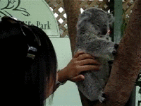 Coala GIFs - Get the best gif on GIFER