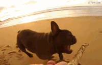 Frenchie GIFs - Get the best gif on GIFER