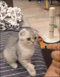 Playing cat GIFs - Get the best gif on GIFER