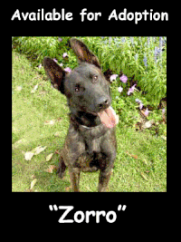 Sauvetage GIFs - Get the best gif on GIFER