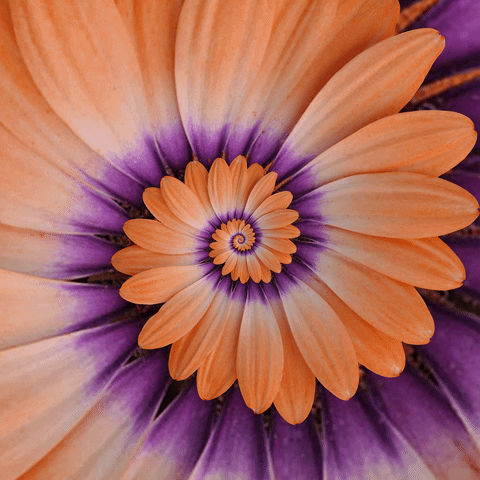 Allergens GIFs - Get the best gif on GIFER