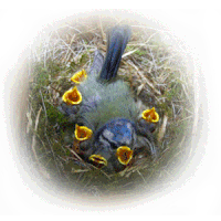 Conservation GIFs - Get the best gif on GIFER