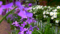 Garden GIFs - Get the best gif on GIFER