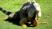 Iguanas GIF - Conseguir el mejor gif en GIFER