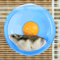 Hamster wheel GIFs - Get the best gif on GIFER