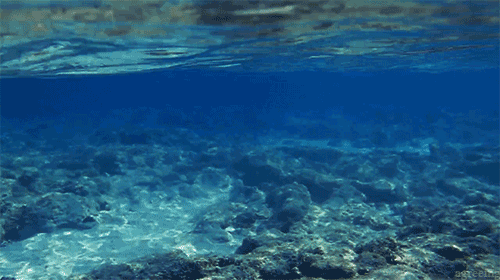 Fiji GIFs - Get the best gif on GIFER