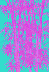 Bambu GIFs - Get the best gif on GIFER