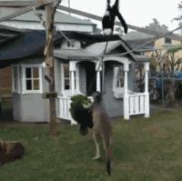 Pinata GIFs - Get the best gif on GIFER