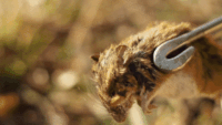 Decomposition GIFs - Get the best gif on GIFER