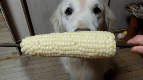 Maiz GIFs - Get the best gif on GIFER