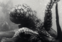 Octopus GIFs - Get the best gif on GIFER
