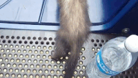 Ferrets GIFs - Get the best gif on GIFER