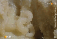 Maggot GIFs - Get the best gif on GIFER