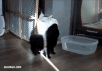 Advance GIFs - Get the best gif on GIFER