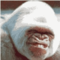 Raspberries GIFs - Get the best gif on GIFER