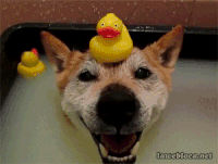 Spends GIFs - Get the best gif on GIFER