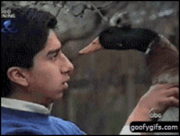 Duckduck GIFs - Get the best gif on GIFER