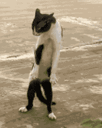 Replying GIFs - Get the best gif on GIFER