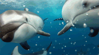 Dolphin GIFs - Get the best gif on GIFER