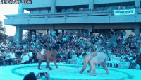 Sumo GIFs - Get the best gif on GIFER