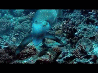 Sepia GIFs - Get the best gif on GIFER