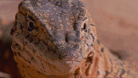 Reptiles GIFs - Get the best gif on GIFER