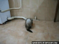 Huron GIFs - Get the best gif on GIFER