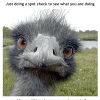 Emu GIFs - Get the best gif on GIFER
